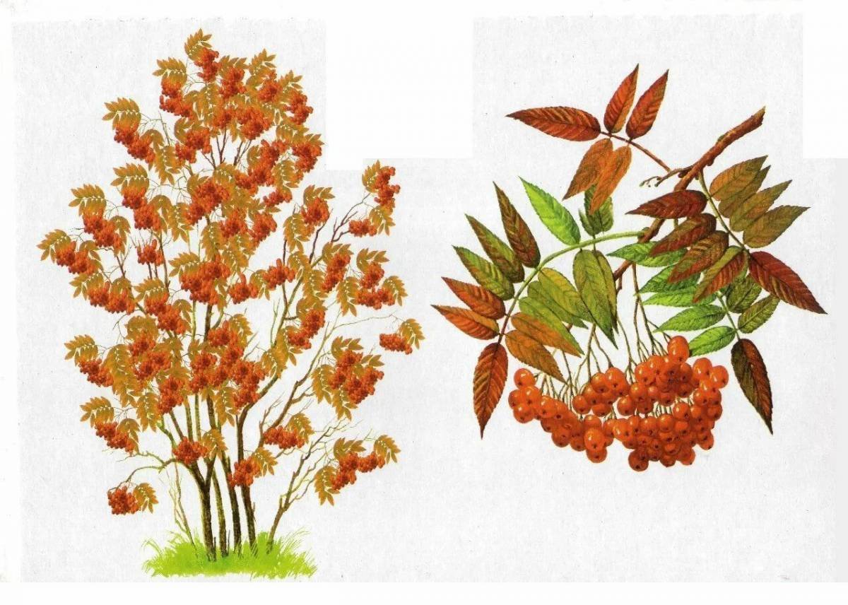 Рябинка картинка для детей - 54 фото